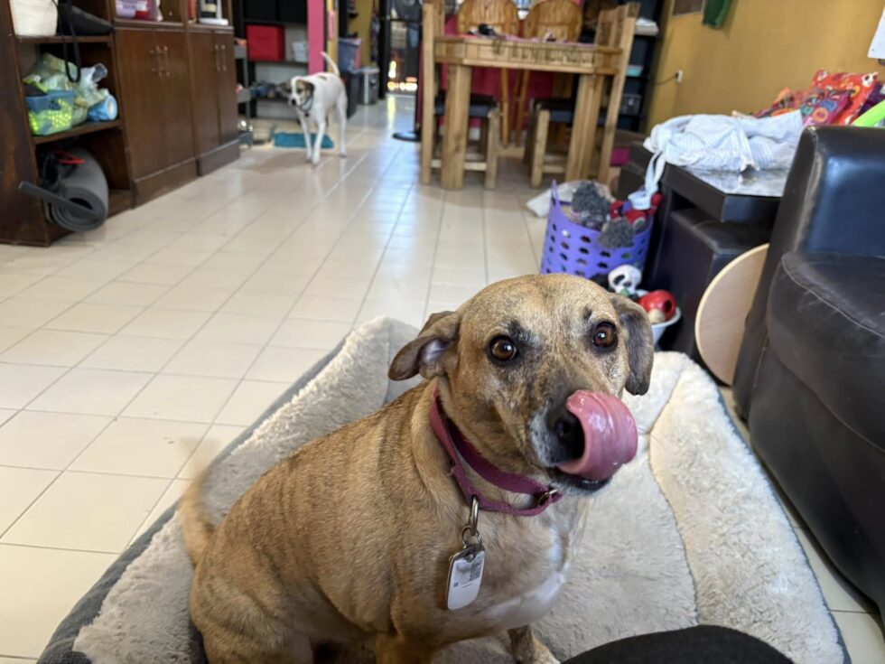 Talk About Pets in Spanish: Vocabulary and Conversation Tips