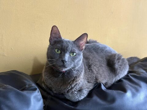 Talk About Pets in Spanish: Vocabulary and Conversation Tips