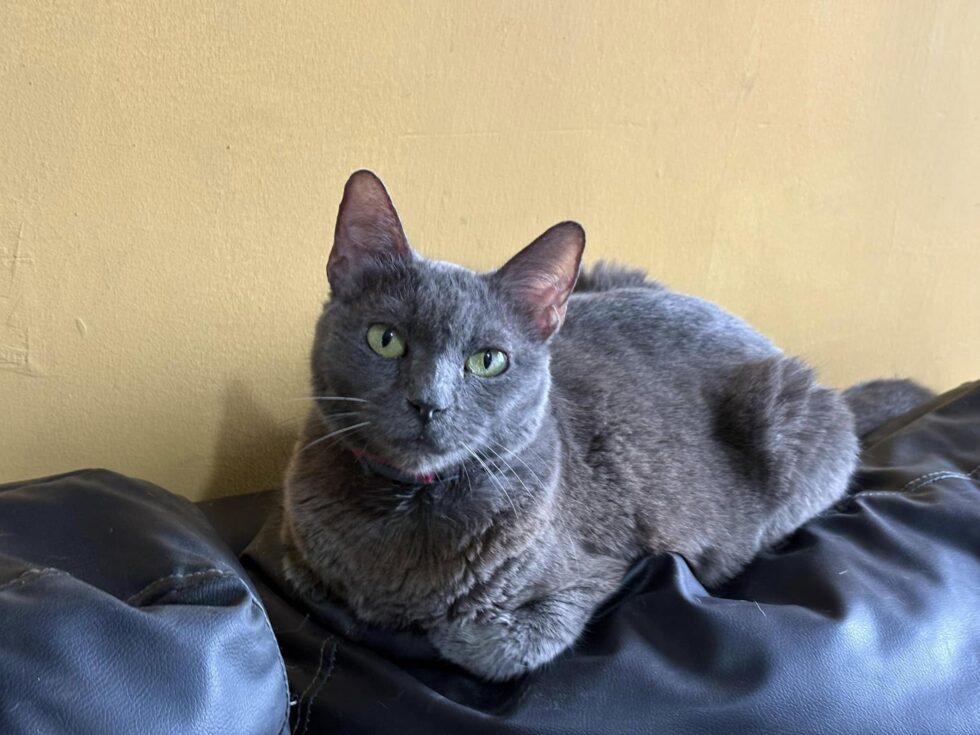 Talk About Pets in Spanish: Vocabulary and Conversation Tips